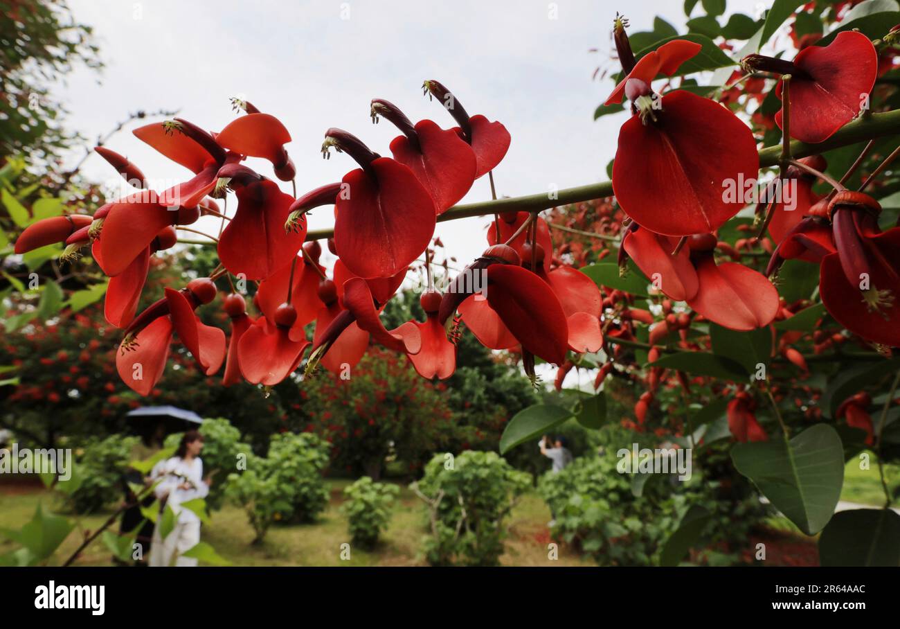 A photo shows the American Flower of Deigo, known as the cockspur coral ...