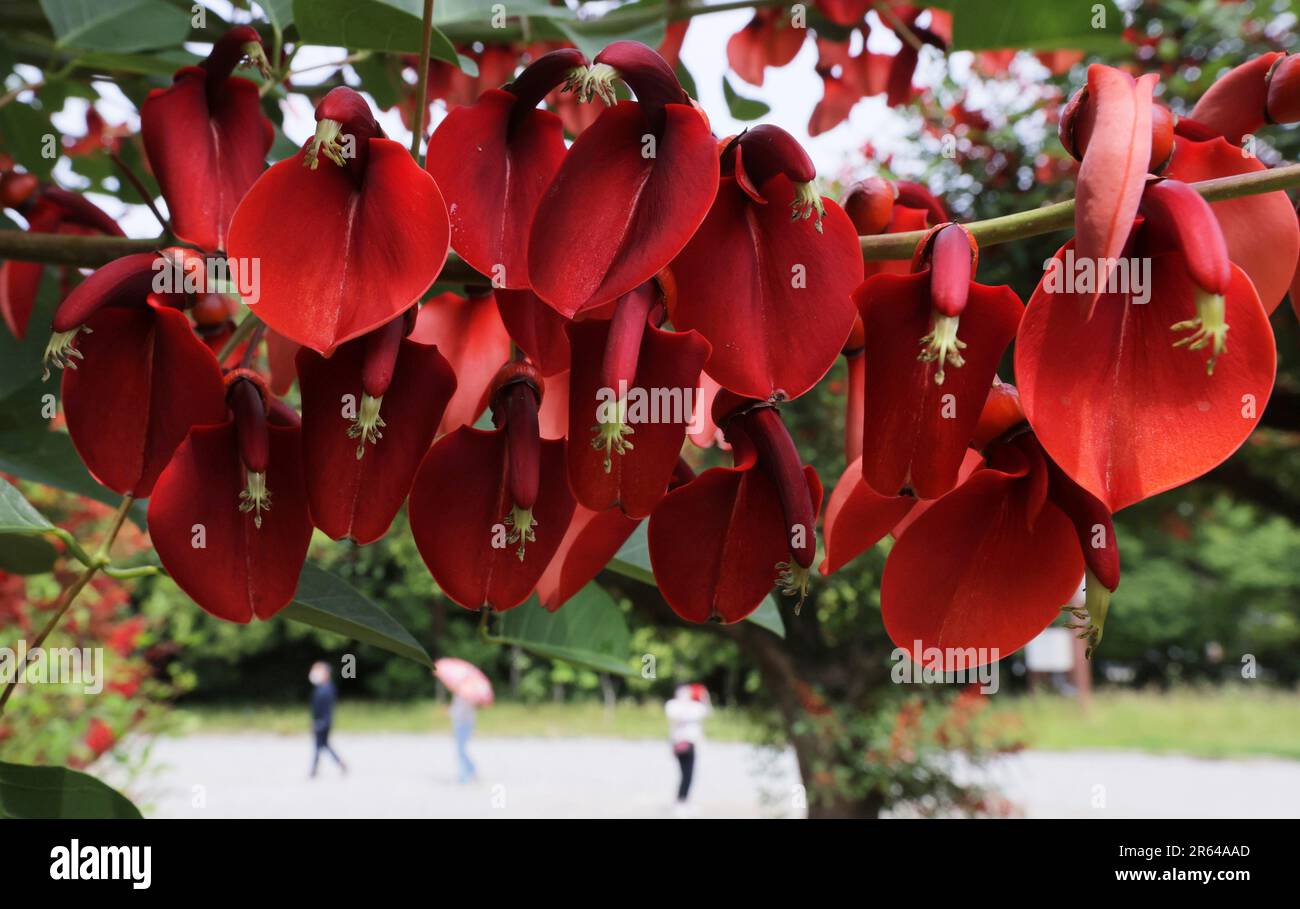 A photo shows the American Flower of Deigo, known as the cockspur coral ...