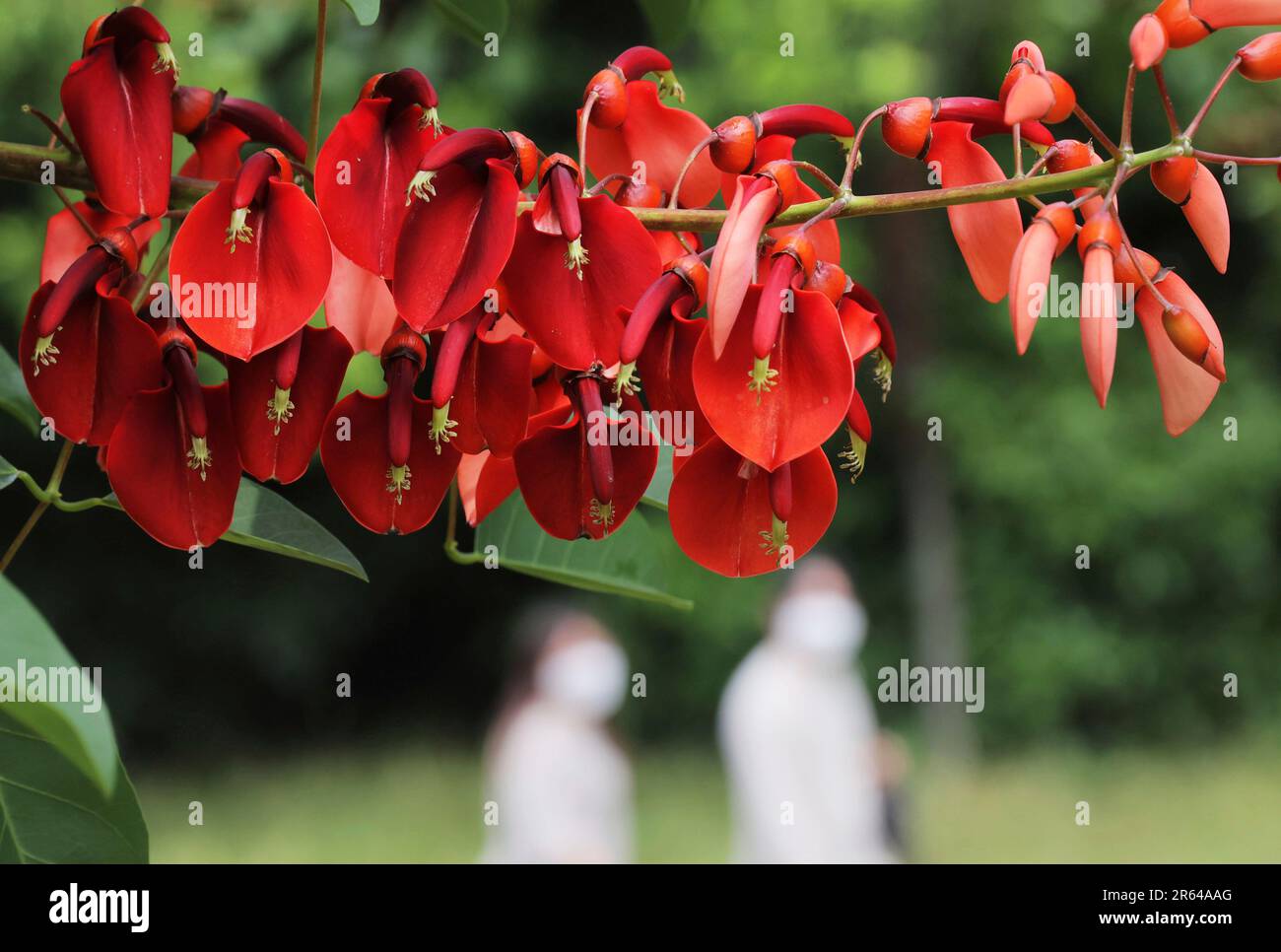 A photo shows the American Flower of Deigo, known as the cockspur coral ...