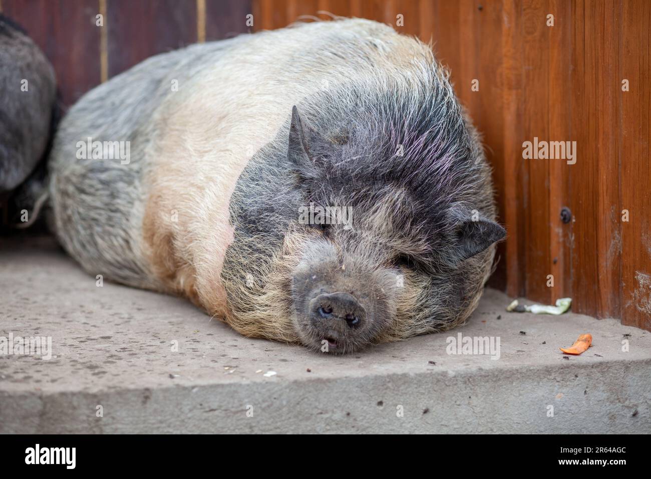 A fat pink and black pot-bellied pig lies on a farm. fat and ugly wild ...