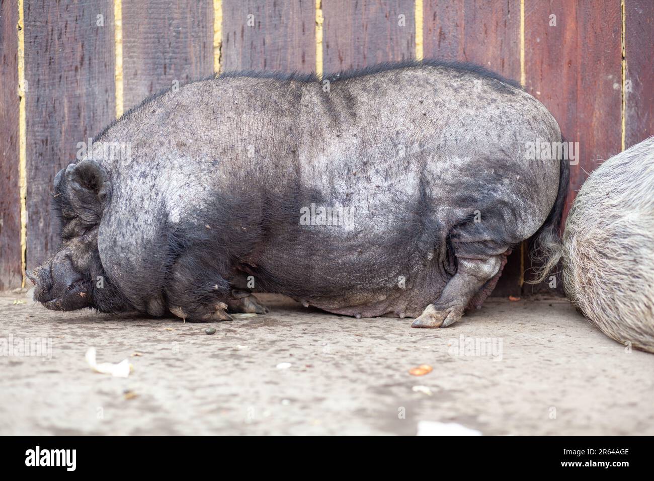 Obese Animals In The Wild