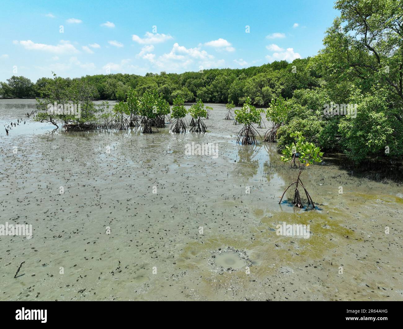 Green mangrove forest and mudflat at the coast. Mangrove ecosystem ...