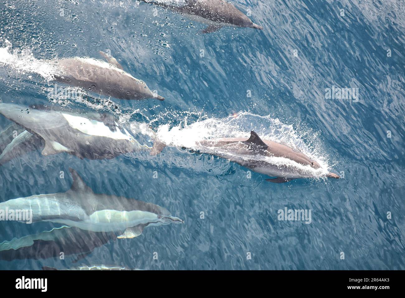 Common dolphin pod Stock Photo - Alamy
