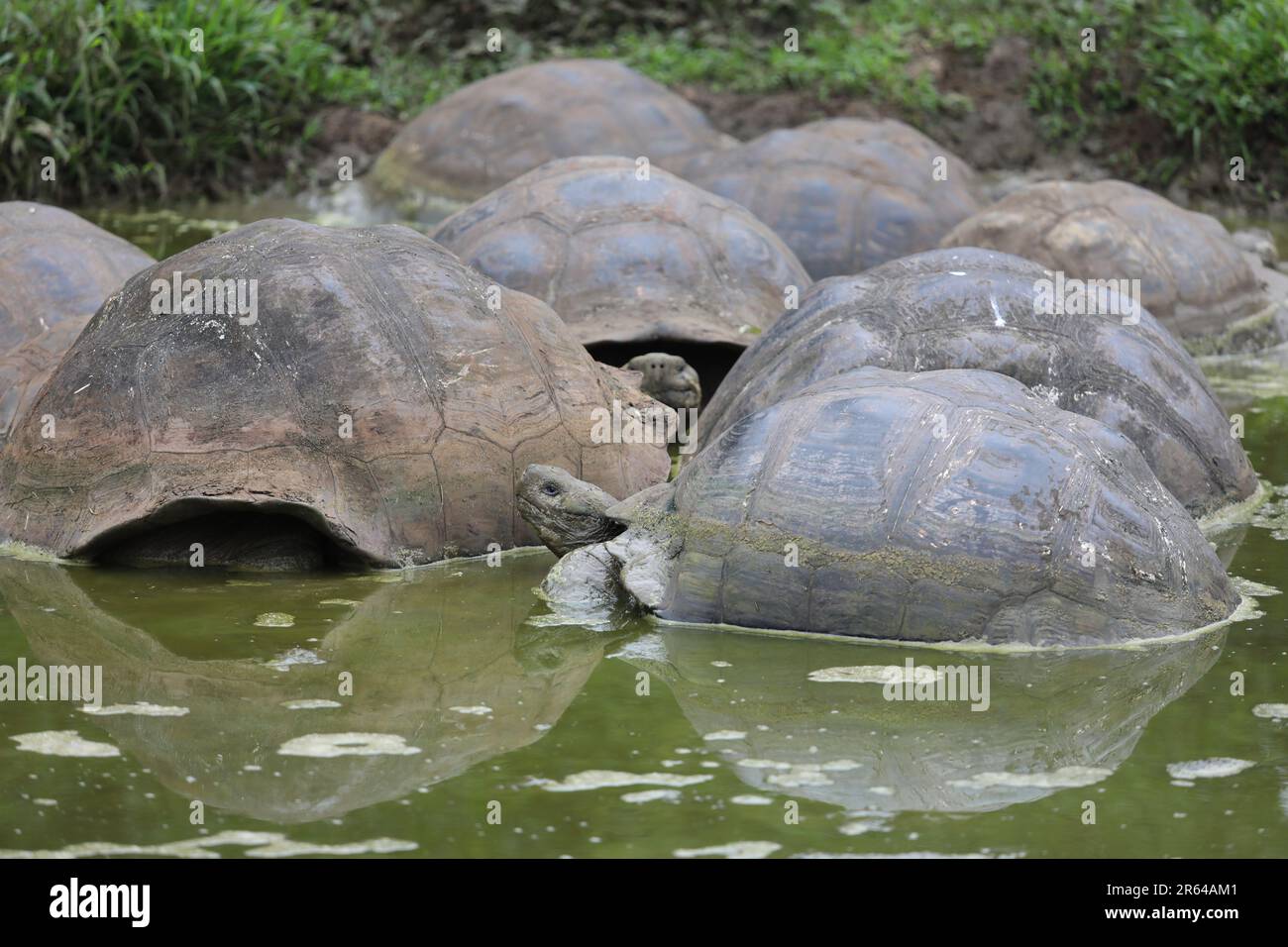 Galapagos giant tortoises in water Stock Photo - Alamy
