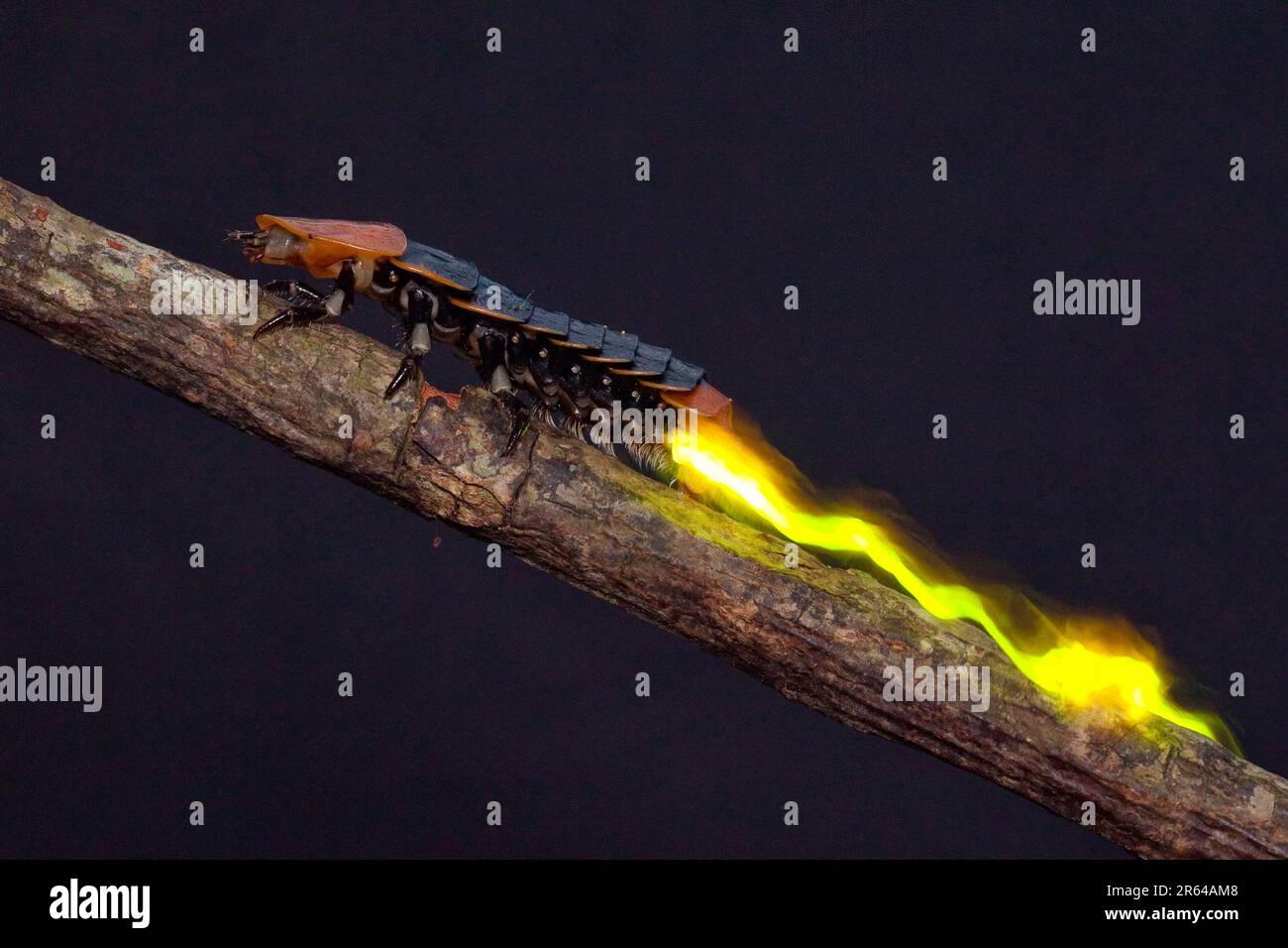 Bioluminescent firefly larva Stock Photo - Alamy