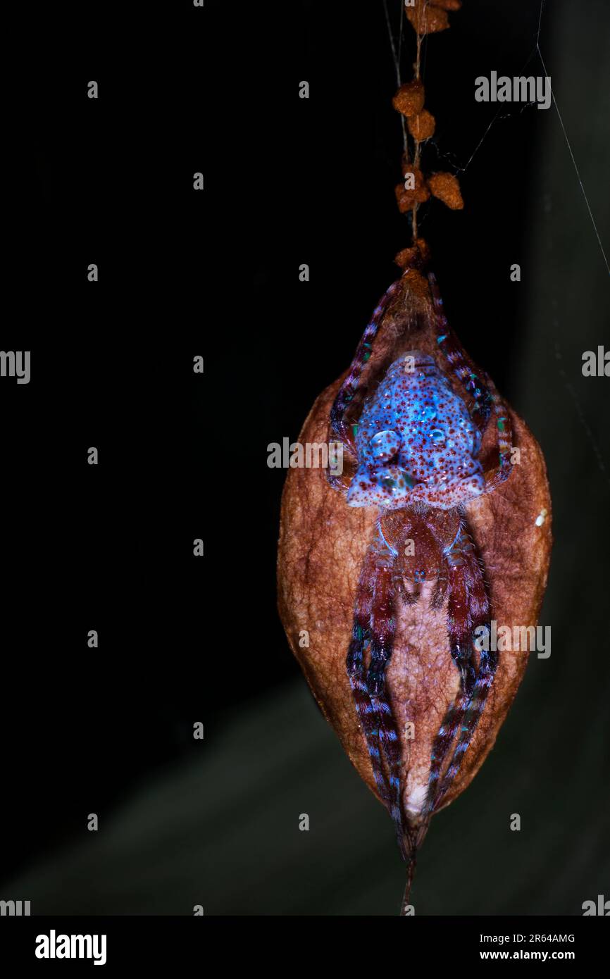 UV fluorescence of a red tent spider Stock Photo - Alamy