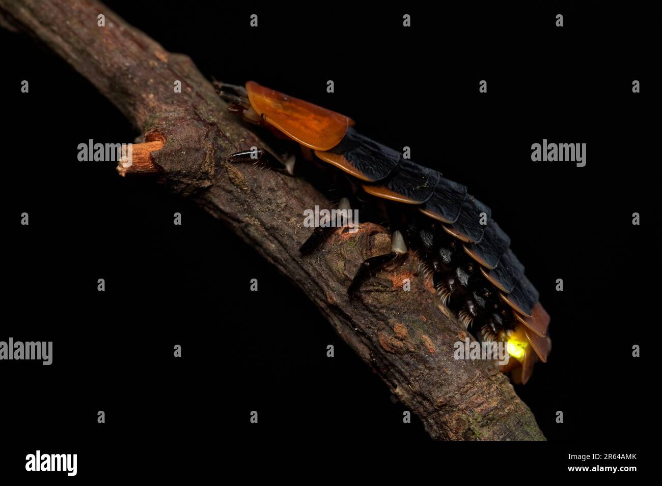 Bioluminescent firefly larva Stock Photo - Alamy