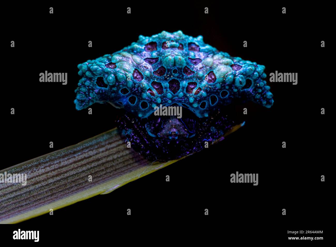 UV fluorescence of a bird dung spider Stock Photo - Alamy