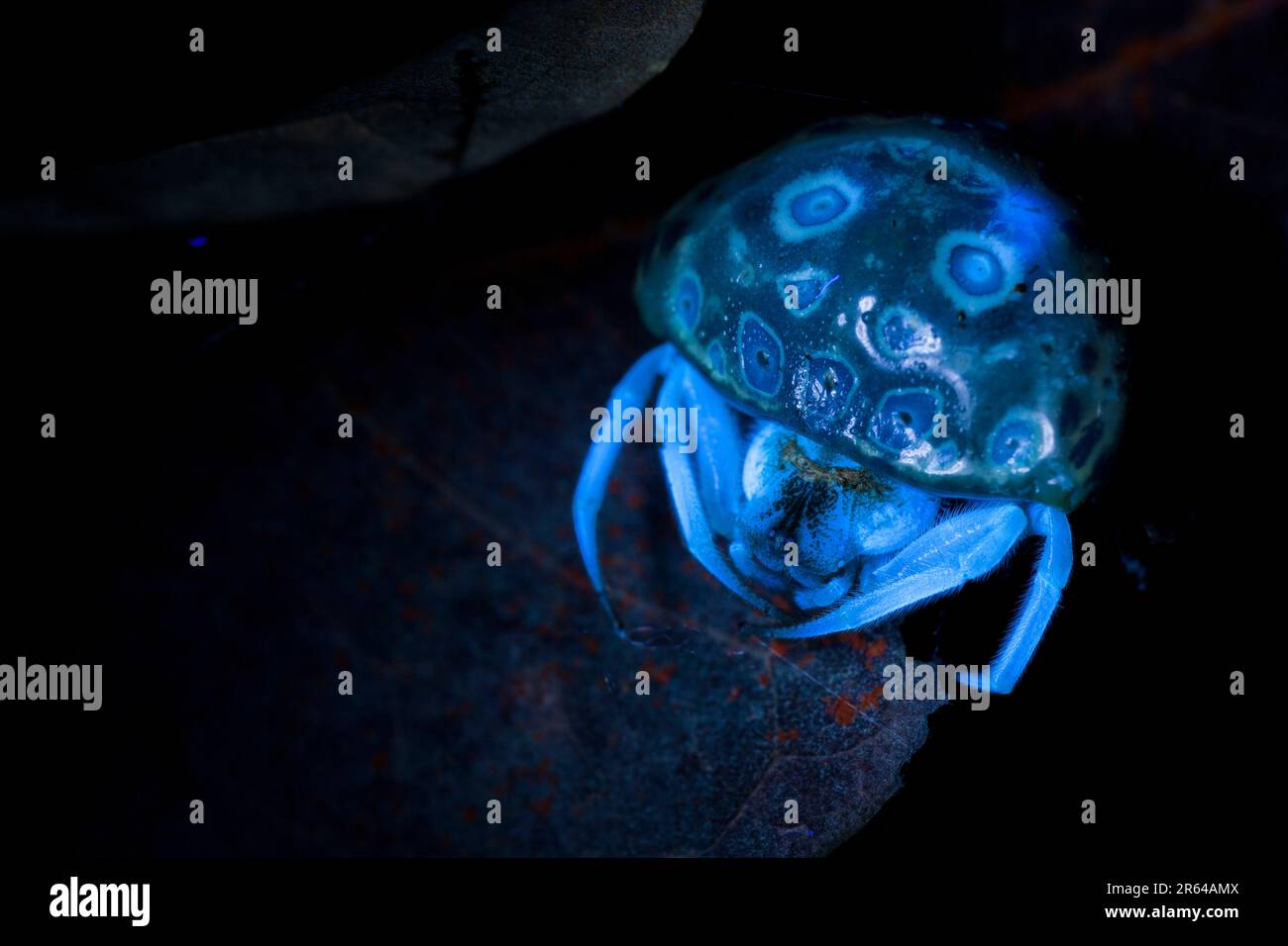 UV fluorescence of a ladybird spider Stock Photo - Alamy