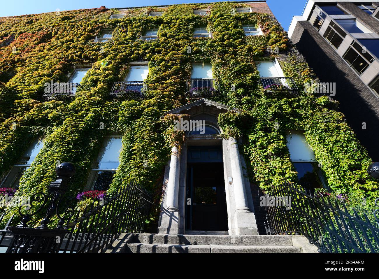 The ivy dublin hi-res stock photography and images - Alamy