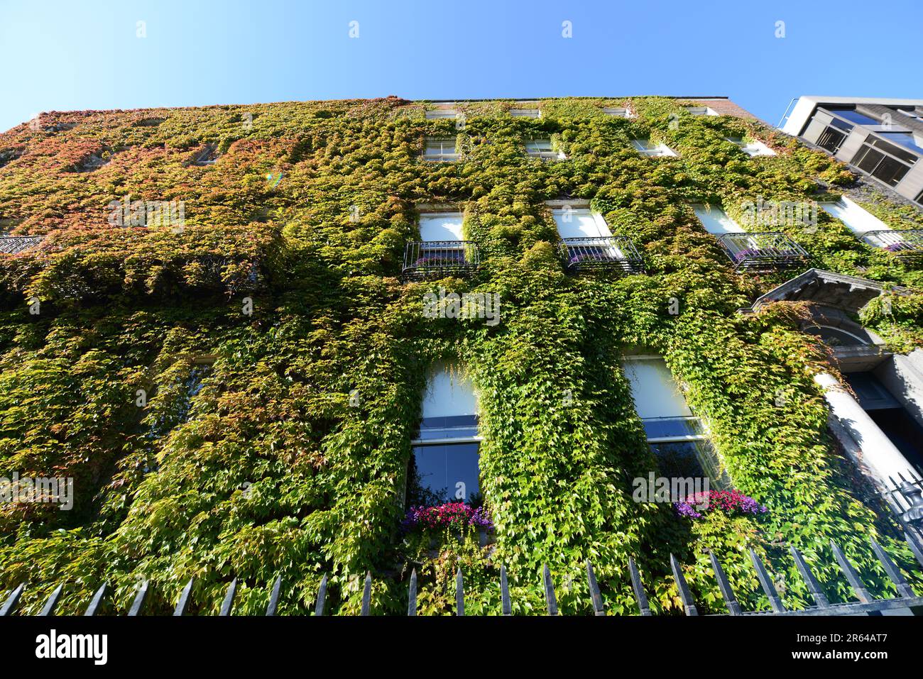 The ivy dublin hi-res stock photography and images - Alamy