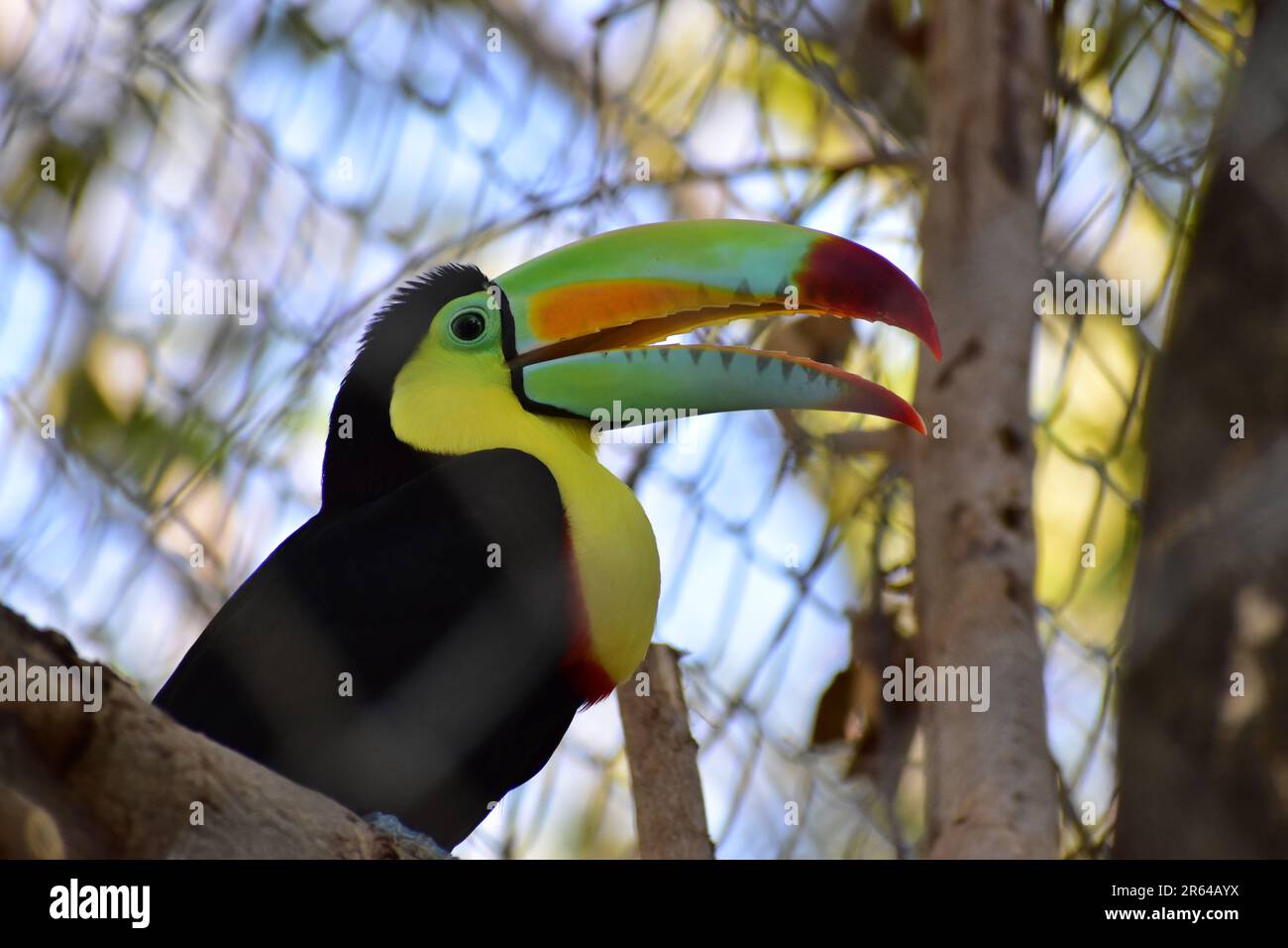 Closeup of a keel-billed toucan with a big colorful beak sitting on a ...