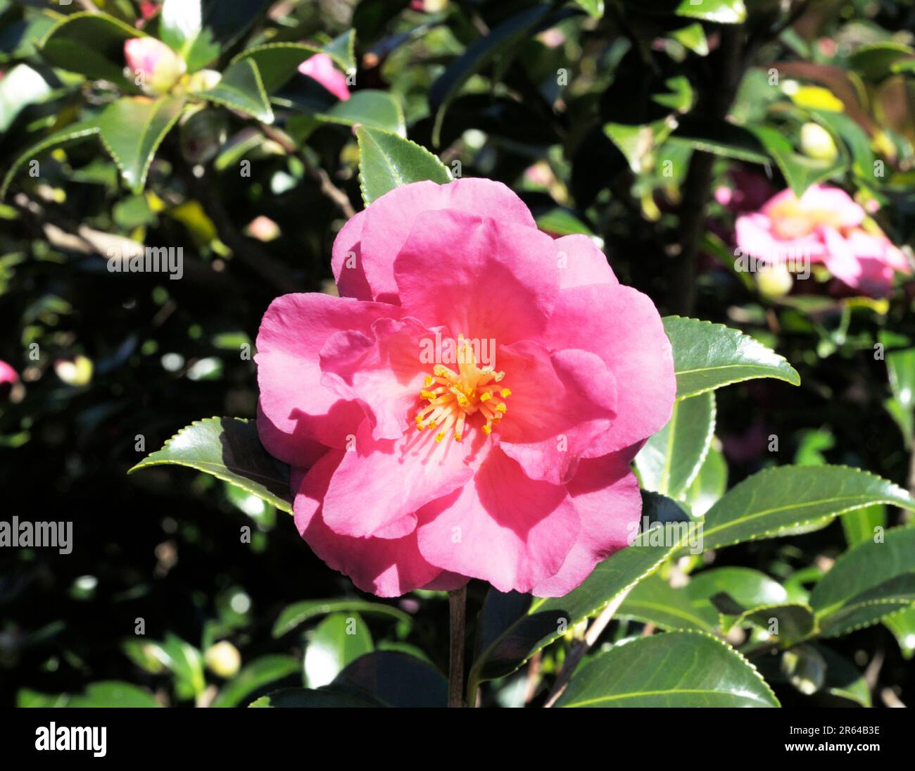 Sasanqua camellia flower hi-res stock photography and images - Alamy