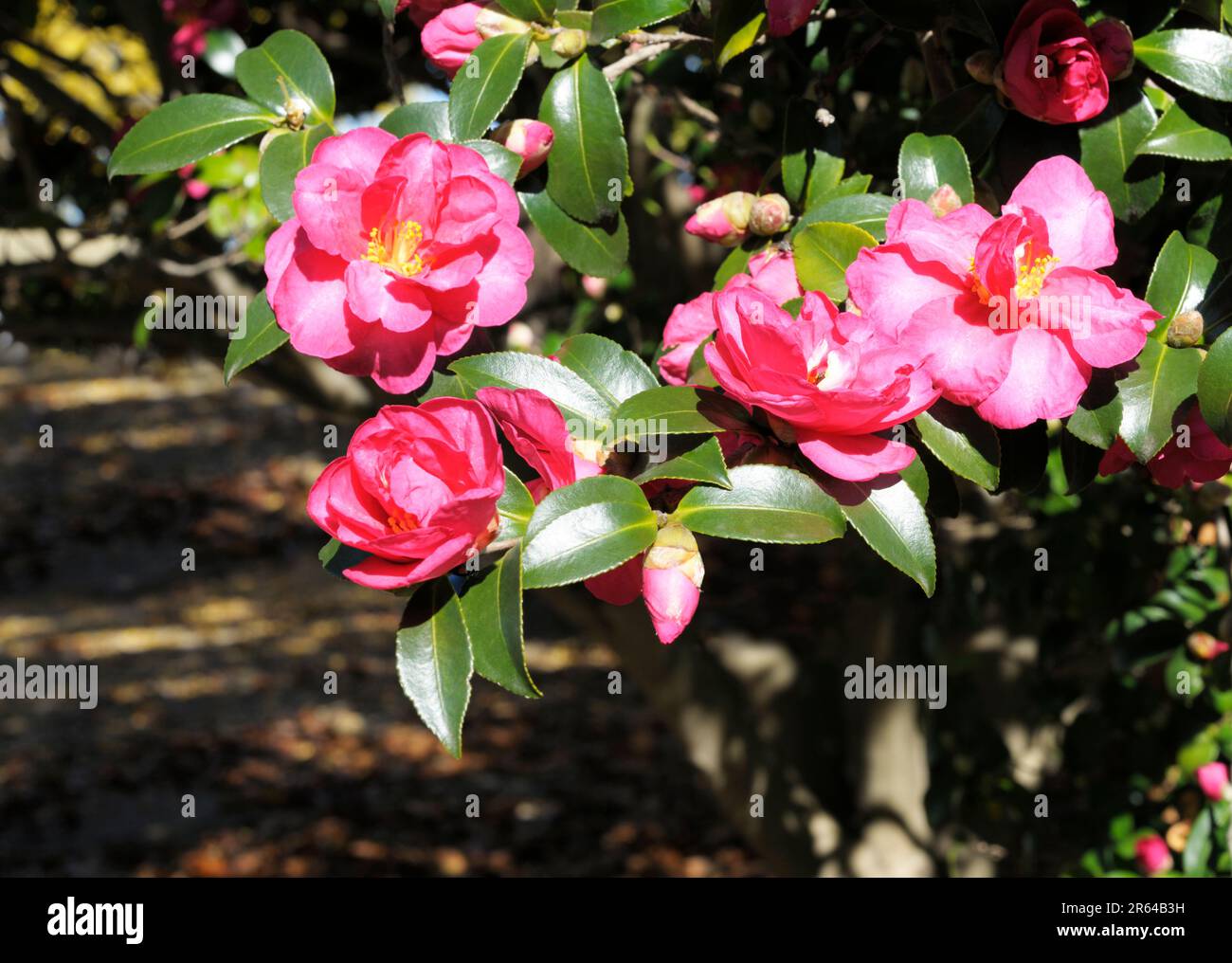 Sasanqua camellia flower hi-res stock photography and images - Alamy