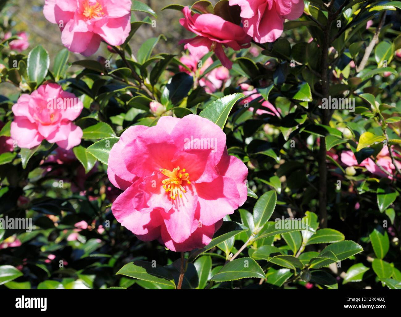 Sasanqua camellia flower hi-res stock photography and images - Alamy
