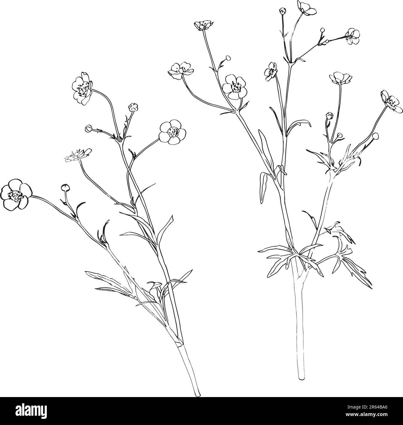 Sketch Floral Botany Collection. Flower drawings. Buttercup, paigle ...