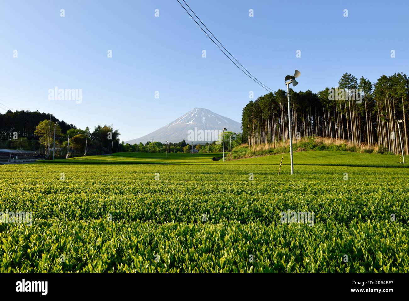 Tea Plantations and Mount Fuji Stock Photo - Alamy