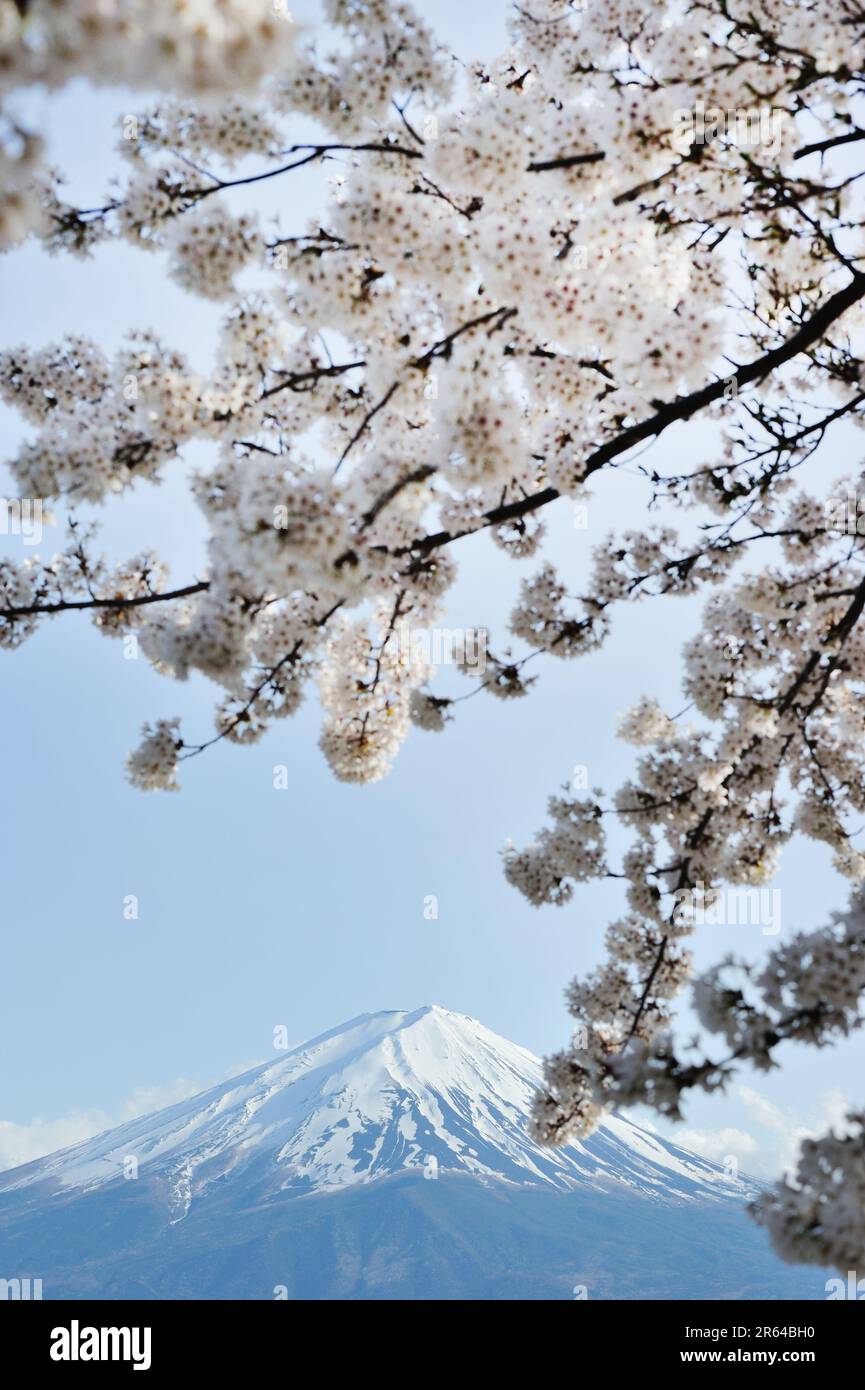 Hakone park japan cherry blossom hi-res stock photography and images ...