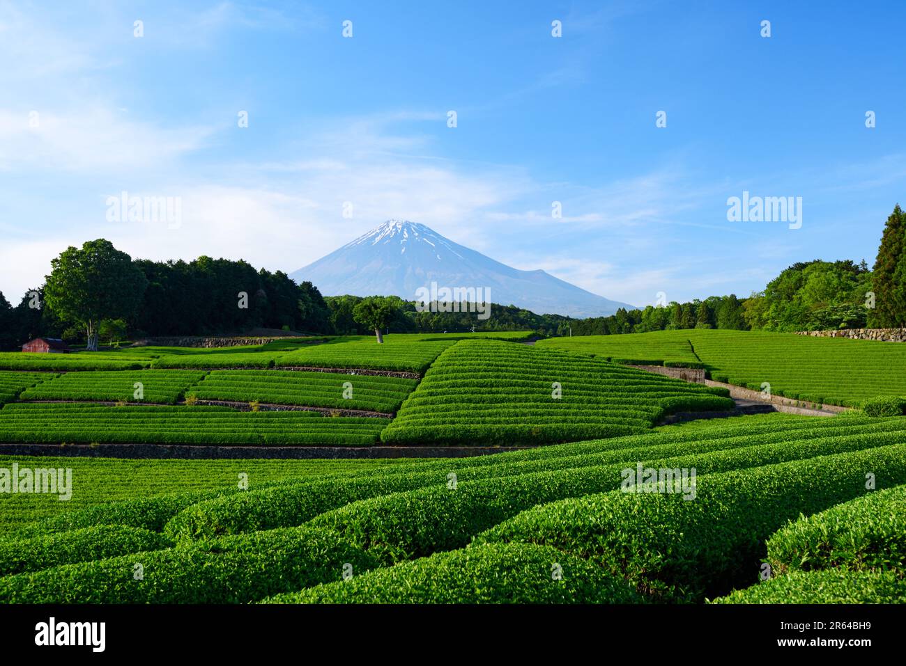 New tea field and Mt. Fuji Stock Photo - Alamy