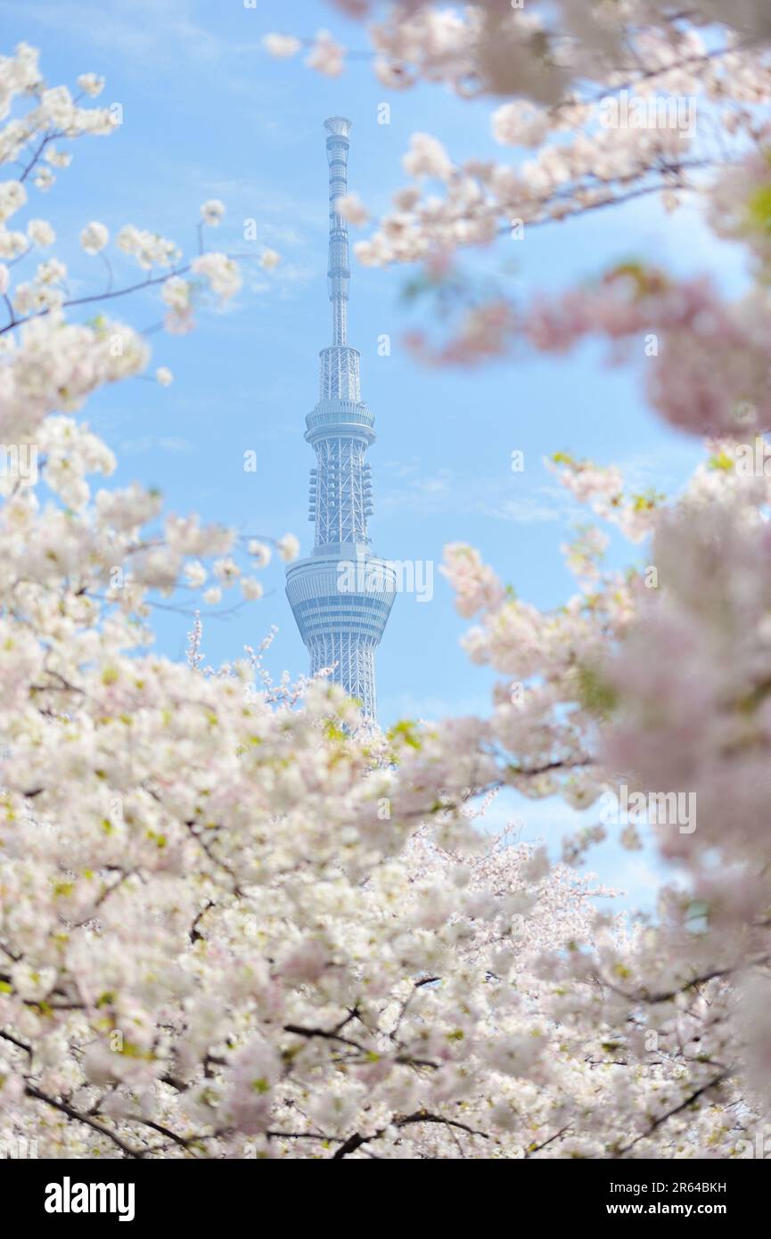 Tokyo sky tree with flower hi-res stock photography and images - Alamy