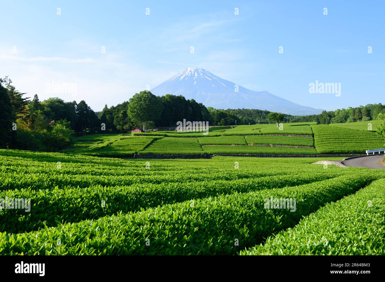 New tea field and Mt. Fuji Stock Photo - Alamy