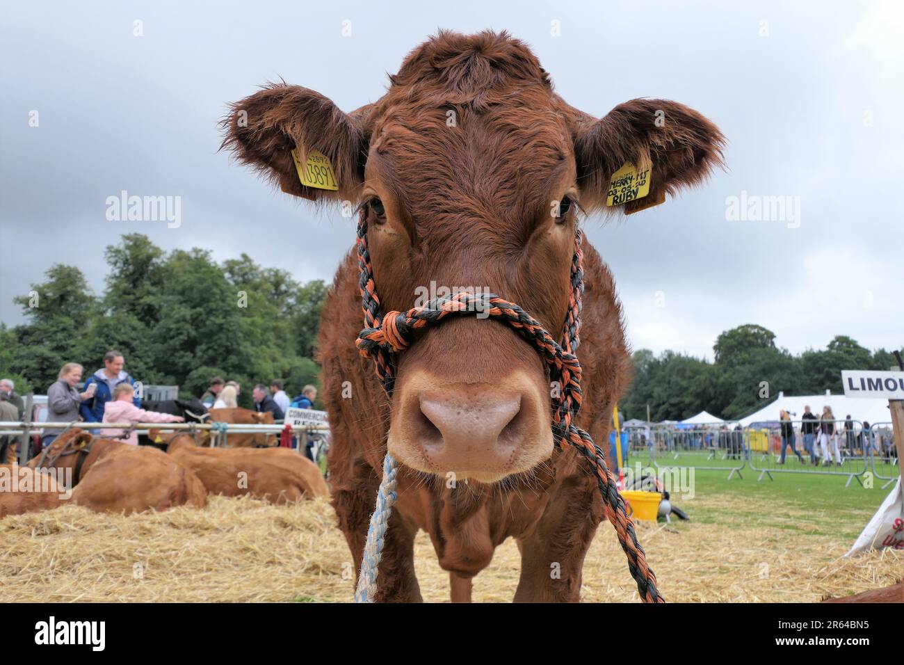 Farmer breeding animals farmland hi-res stock photography and images ...