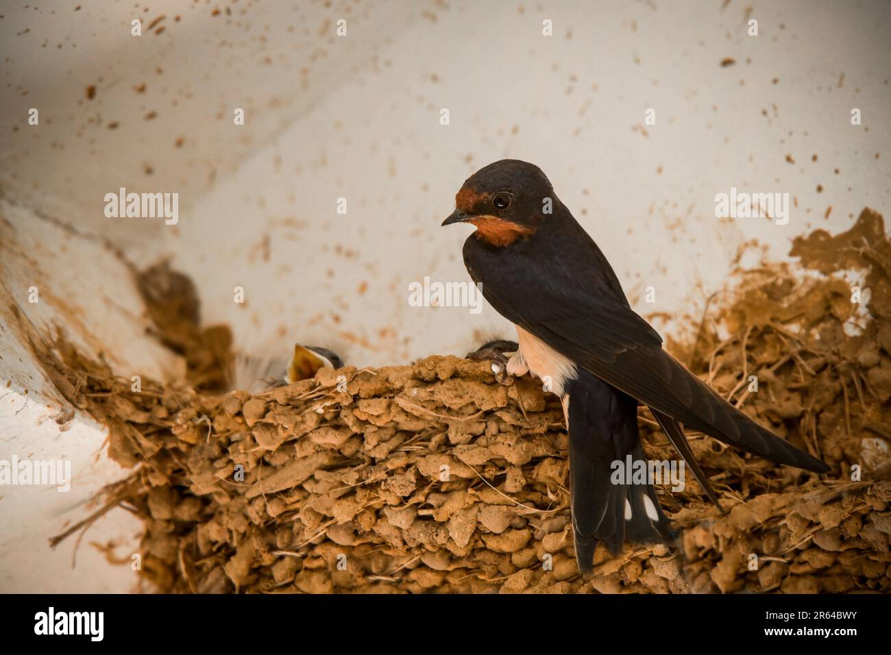 view of a swallow in its nest in France Stock Photo - Alamy
