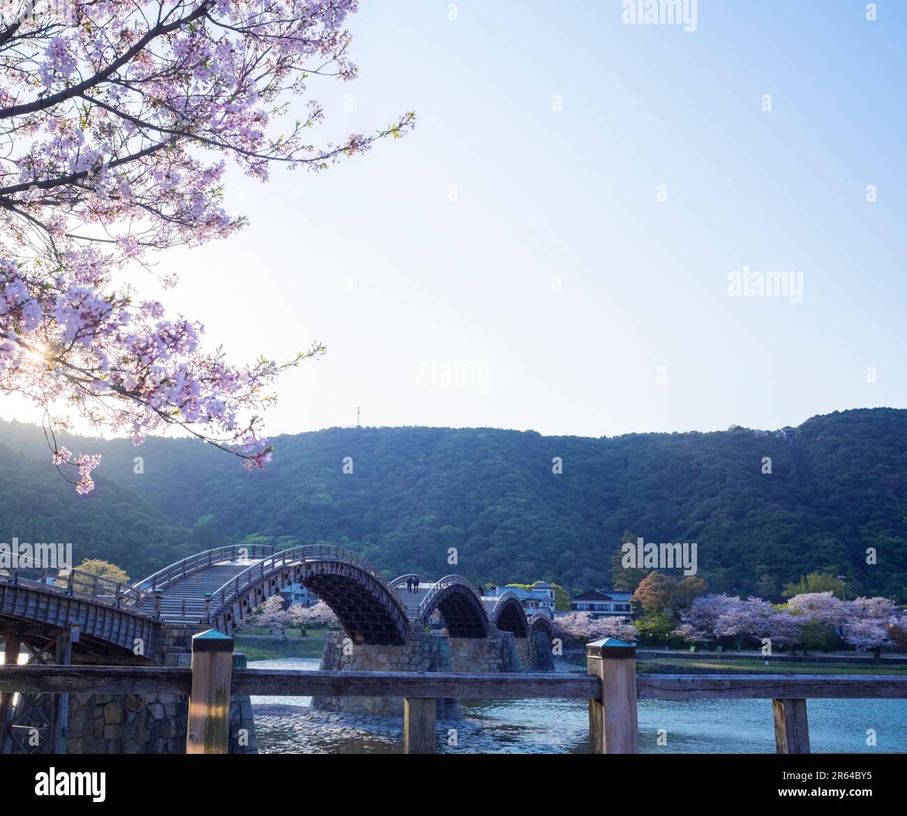 Yamaguchi Prefecture cherry blossoms Kintai Bridge evening view Stock ...