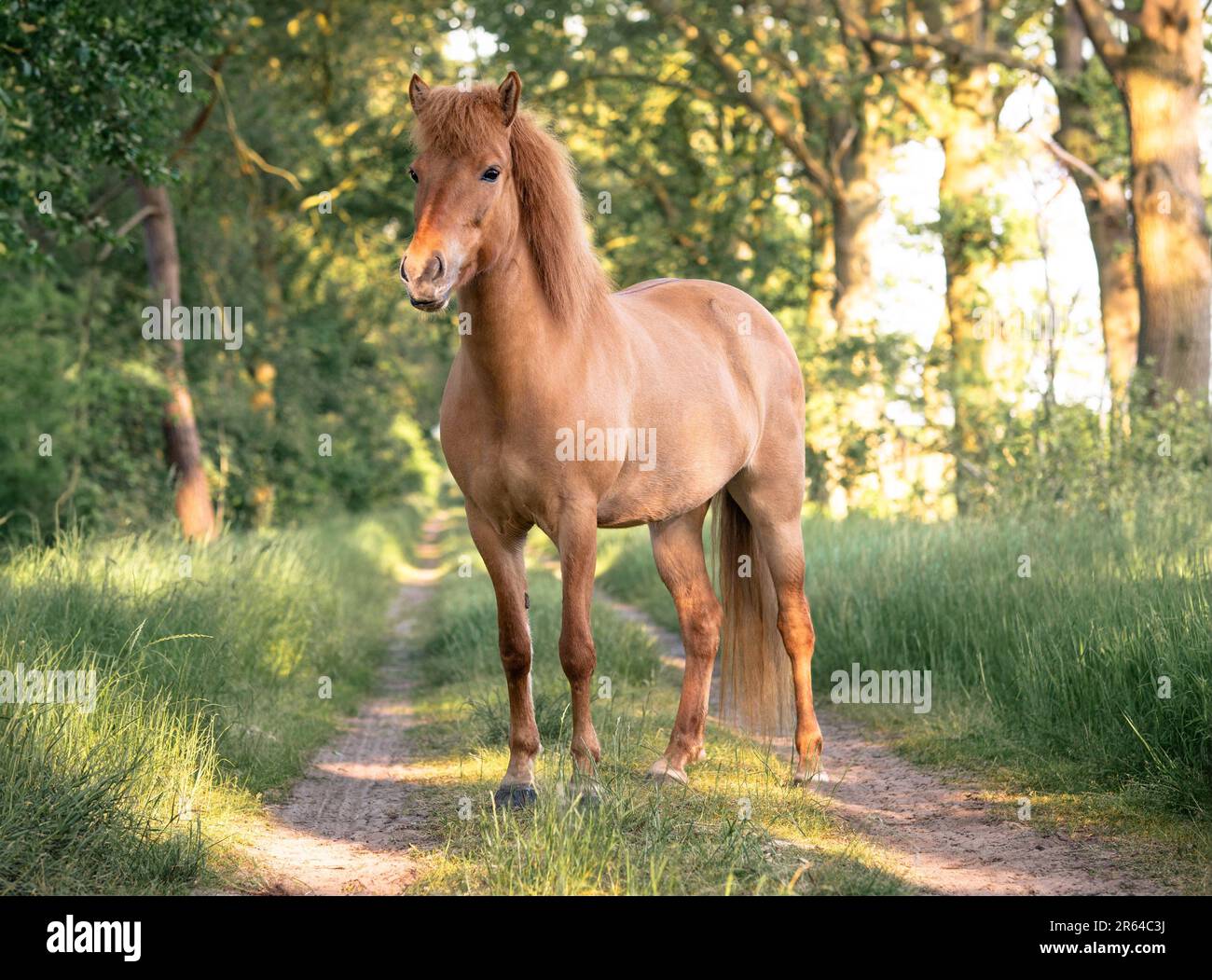 Icelandic Horse Outdoor Detail Pretty Forest Head Mare Stock Photo - Alamy