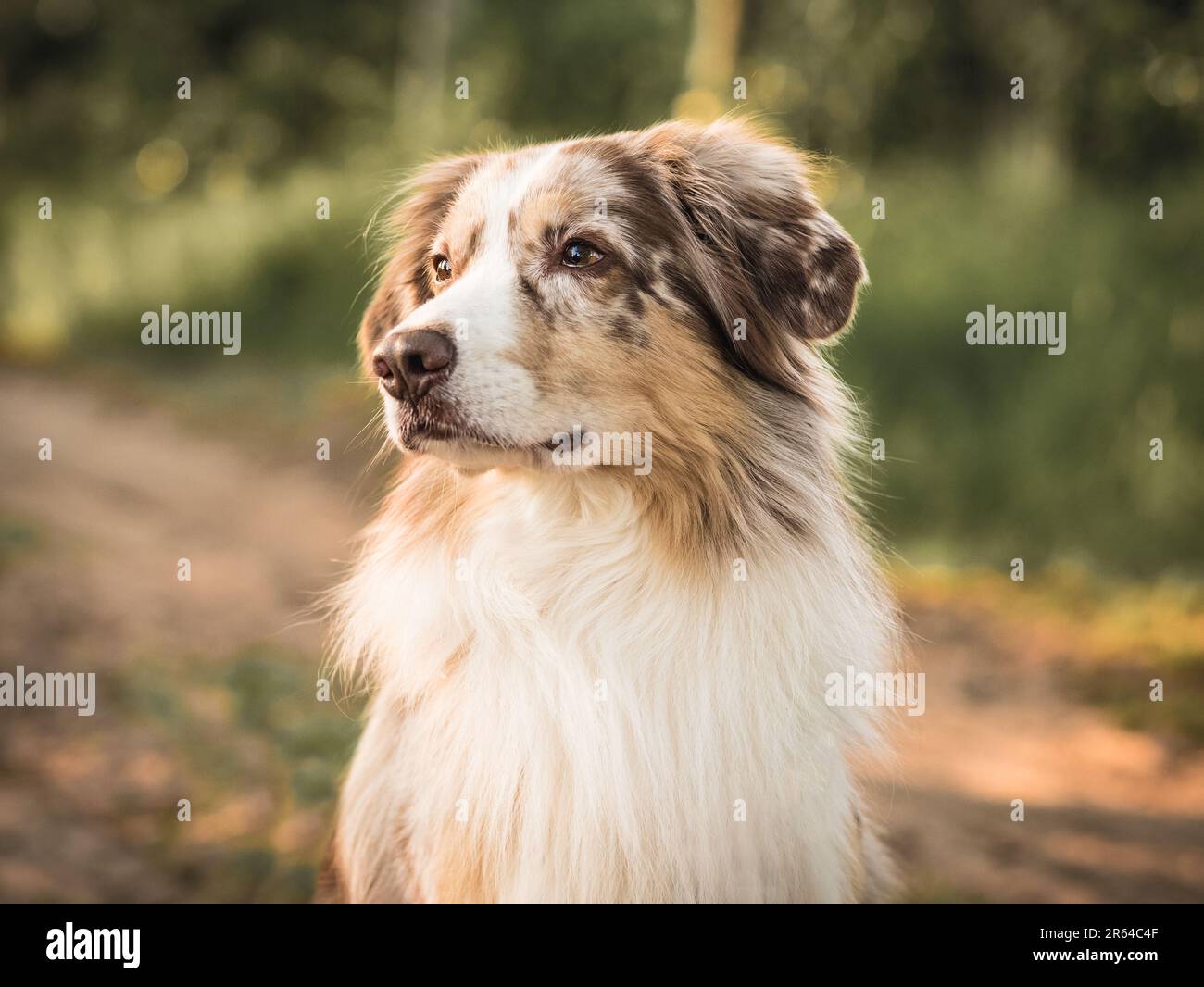 Dog Australian Shepherd Outdoor Portrait Detail Sunset Face Stock Photo ...