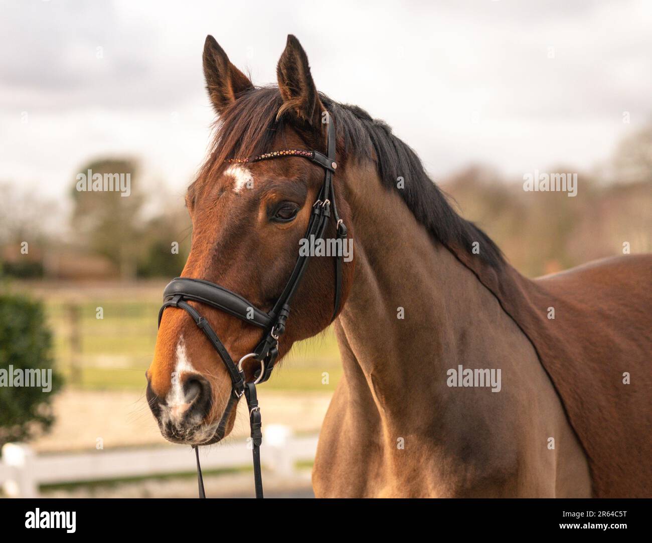 Horse Portrait Face Detail Outdoor Sun Bridle Halter Stock Photo - Alamy