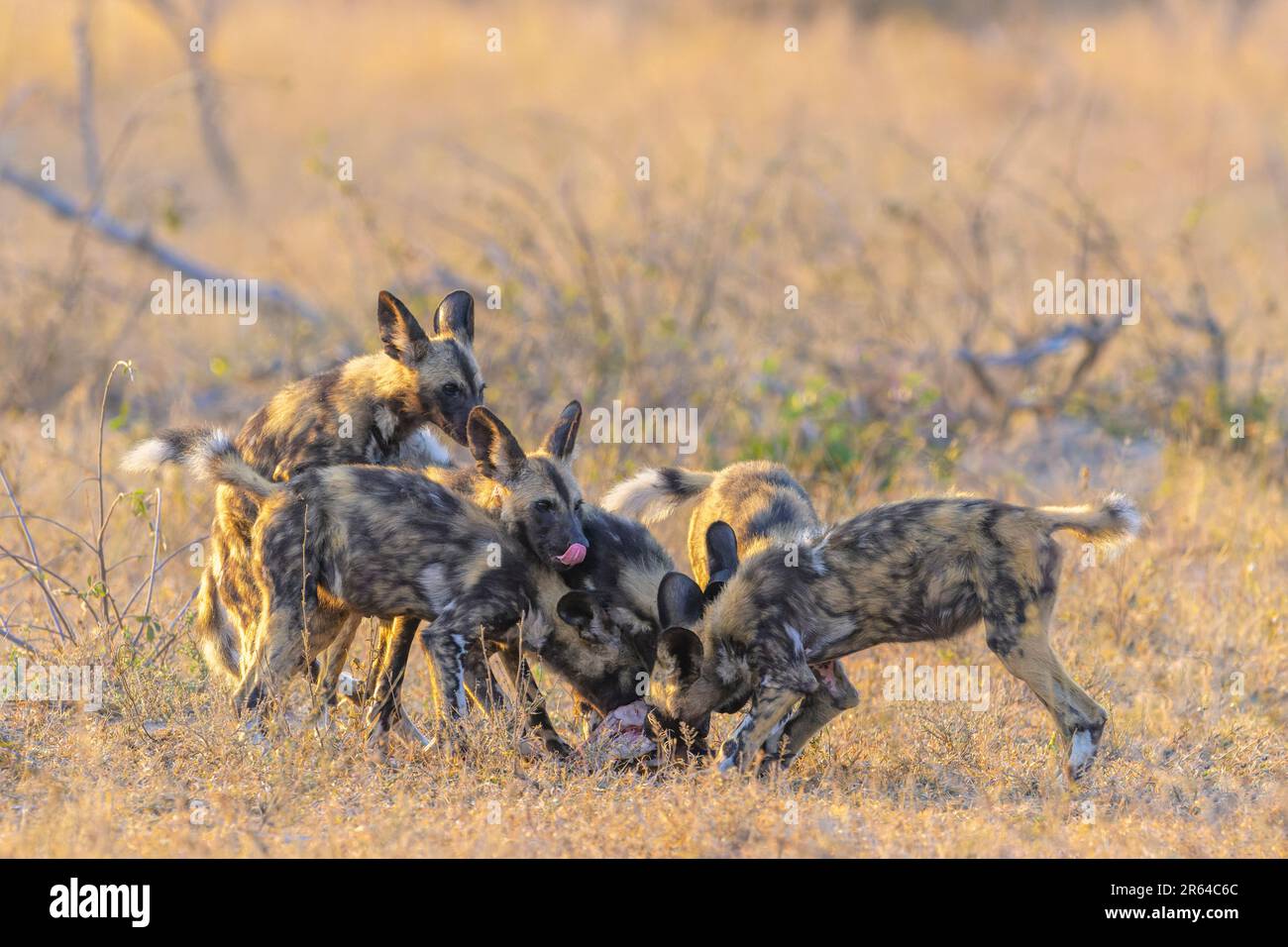 African wild dog (Lycaon pictus) group playing with the head of killed ...