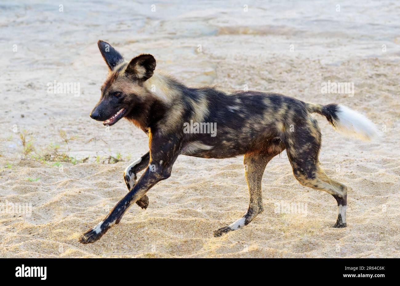 African Wild Dog Running