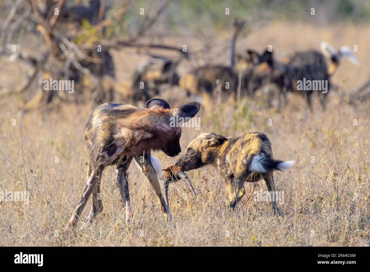 African wild dog (Lycaon pictus) playing with the head of killed prey ...