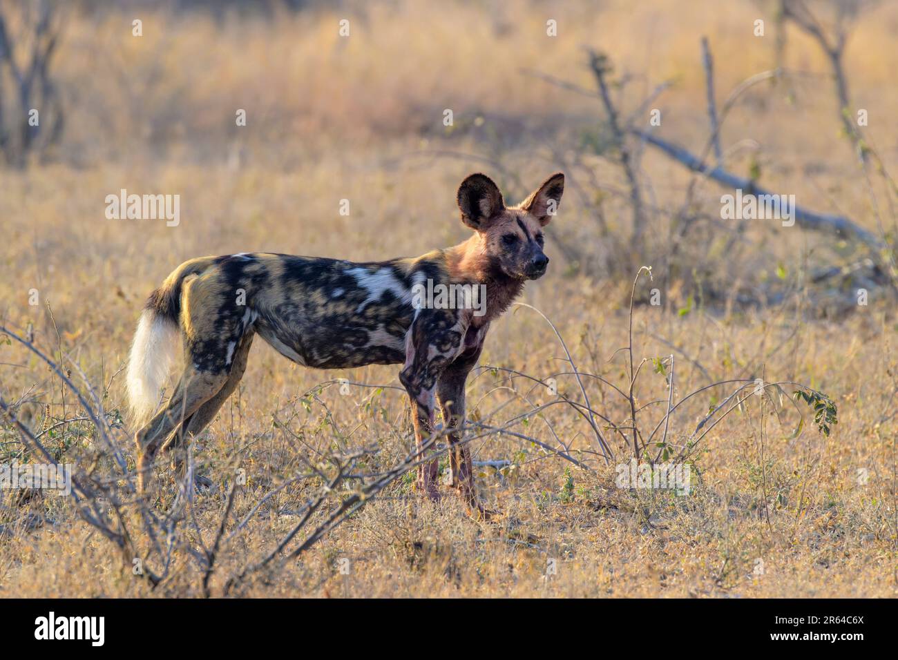 African wild dog (Lycaon pictus) standing on savanna, looking around ...