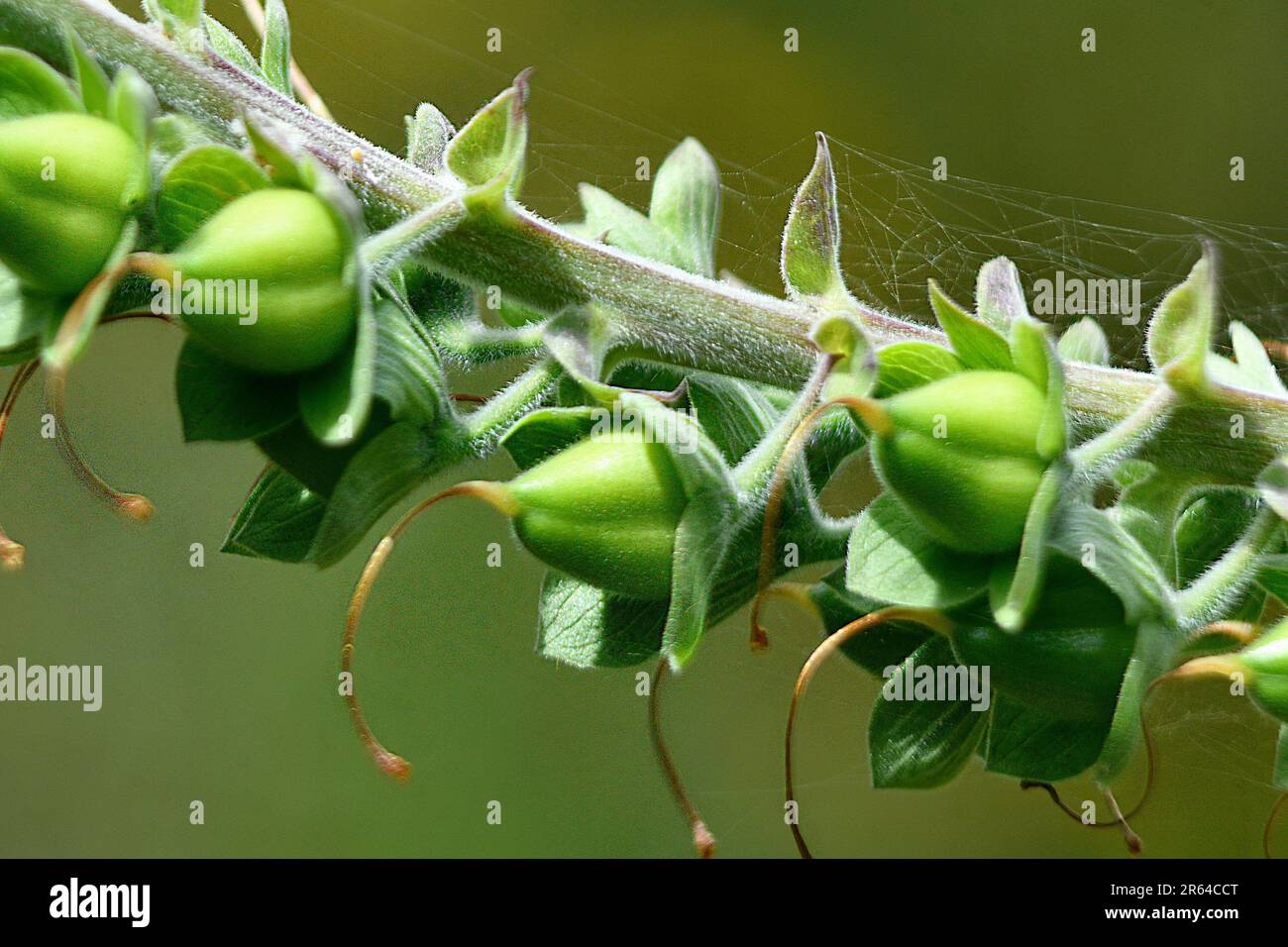A close-up of a green-leafed plant with multiple buds and small pods ...