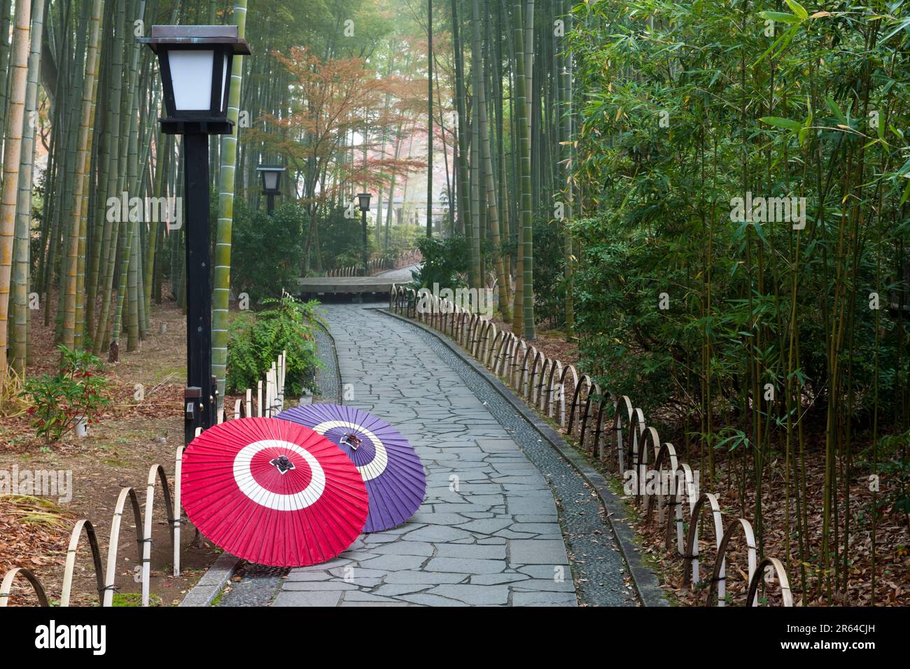 Small path of bamboo grove and Japanese umbrella Stock Photo - Alamy