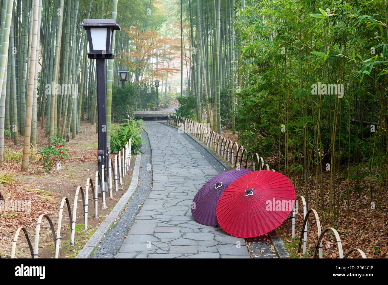 Small path of bamboo grove and Japanese umbrella Stock Photo - Alamy