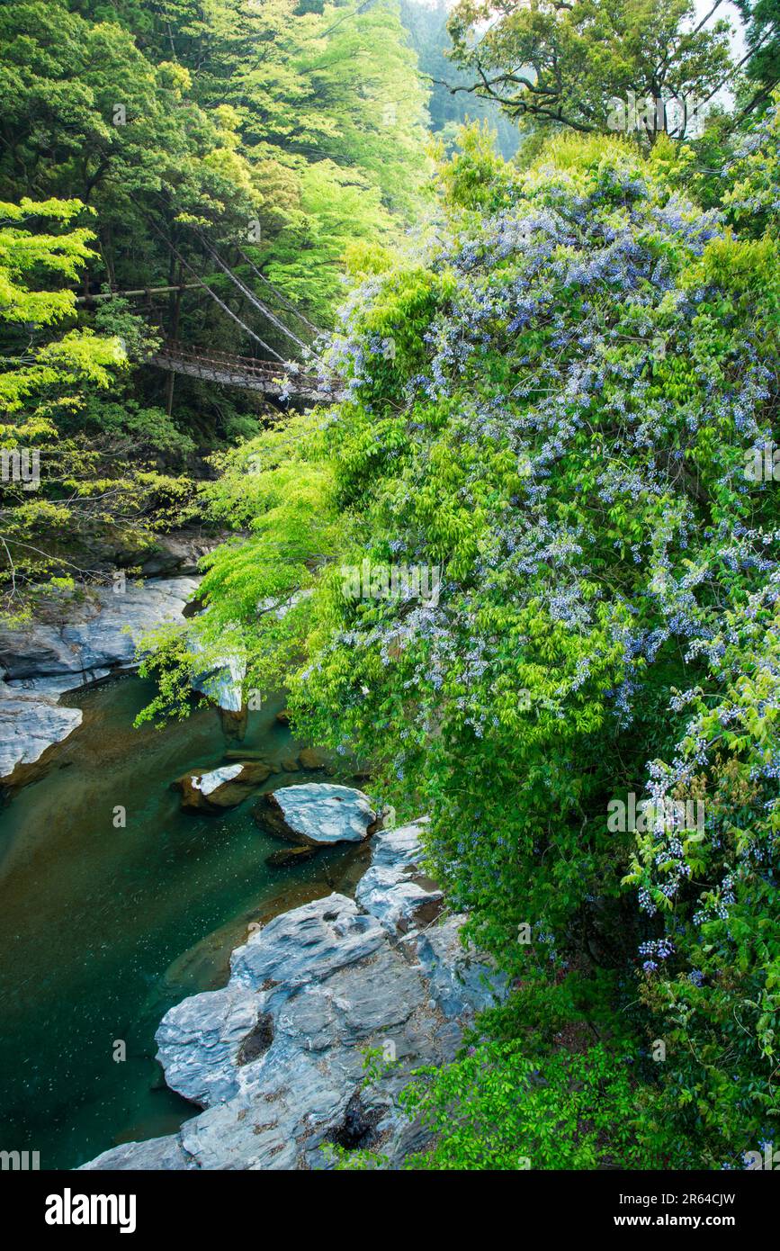 Fuji ringo hi-res stock photography and images - Alamy
