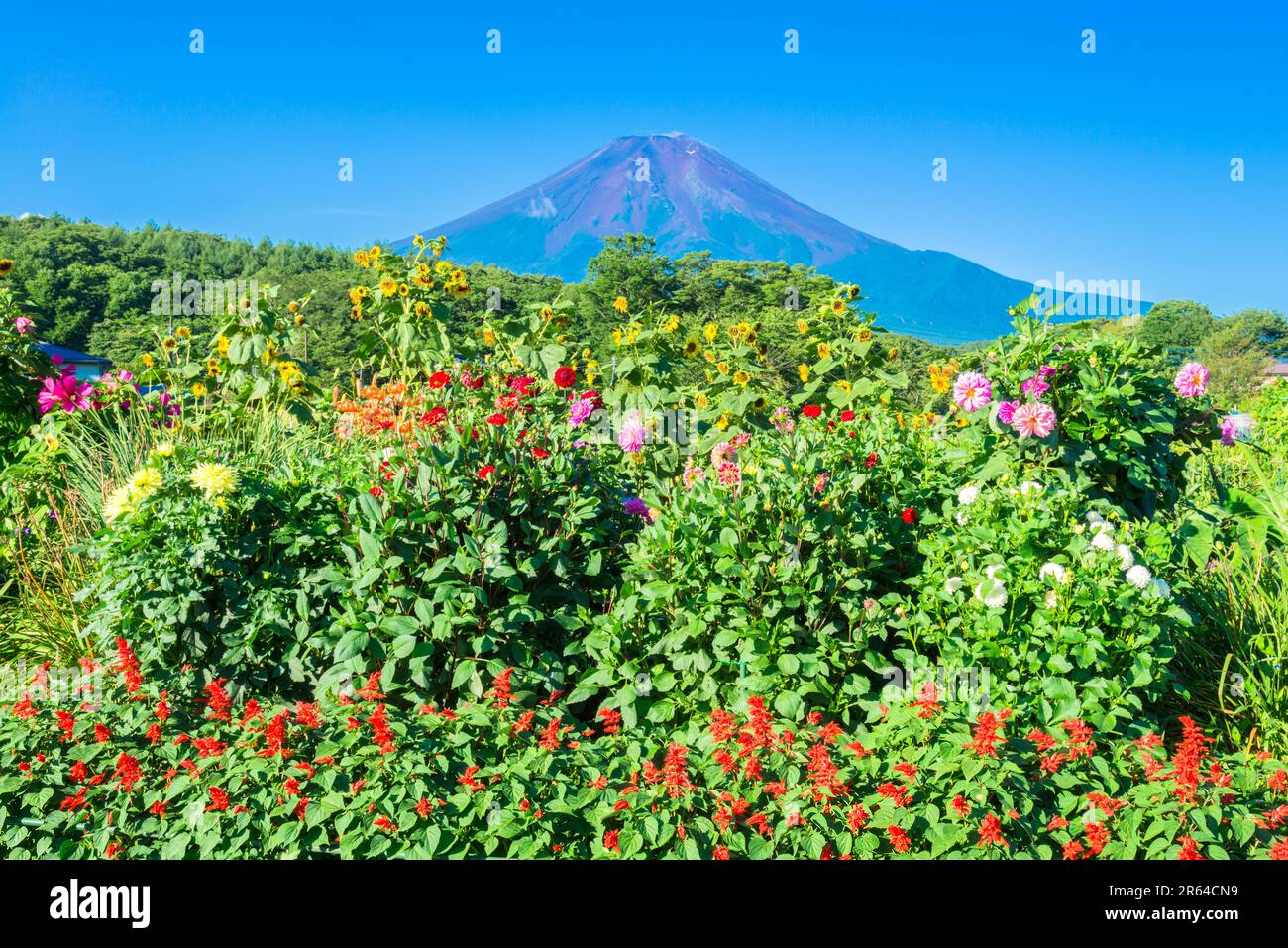 Flowering Mount Fuji in Summer Stock Photo - Alamy