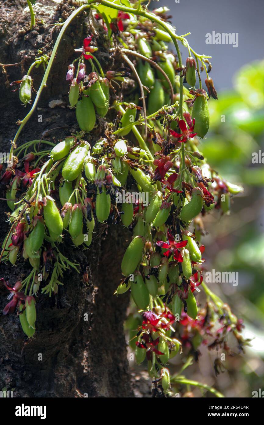 Bilimbi cucumber fruit hanging on the tree Stock Photo - Alamy
