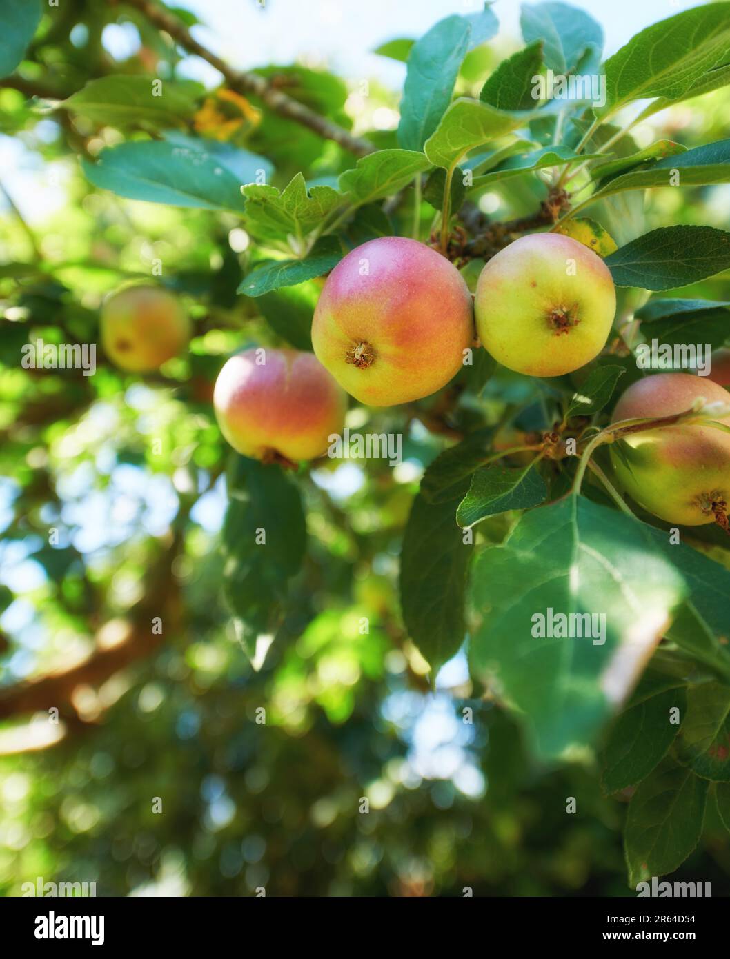 Closeup, apple and tree for farming, growth and fruit in nature for ...