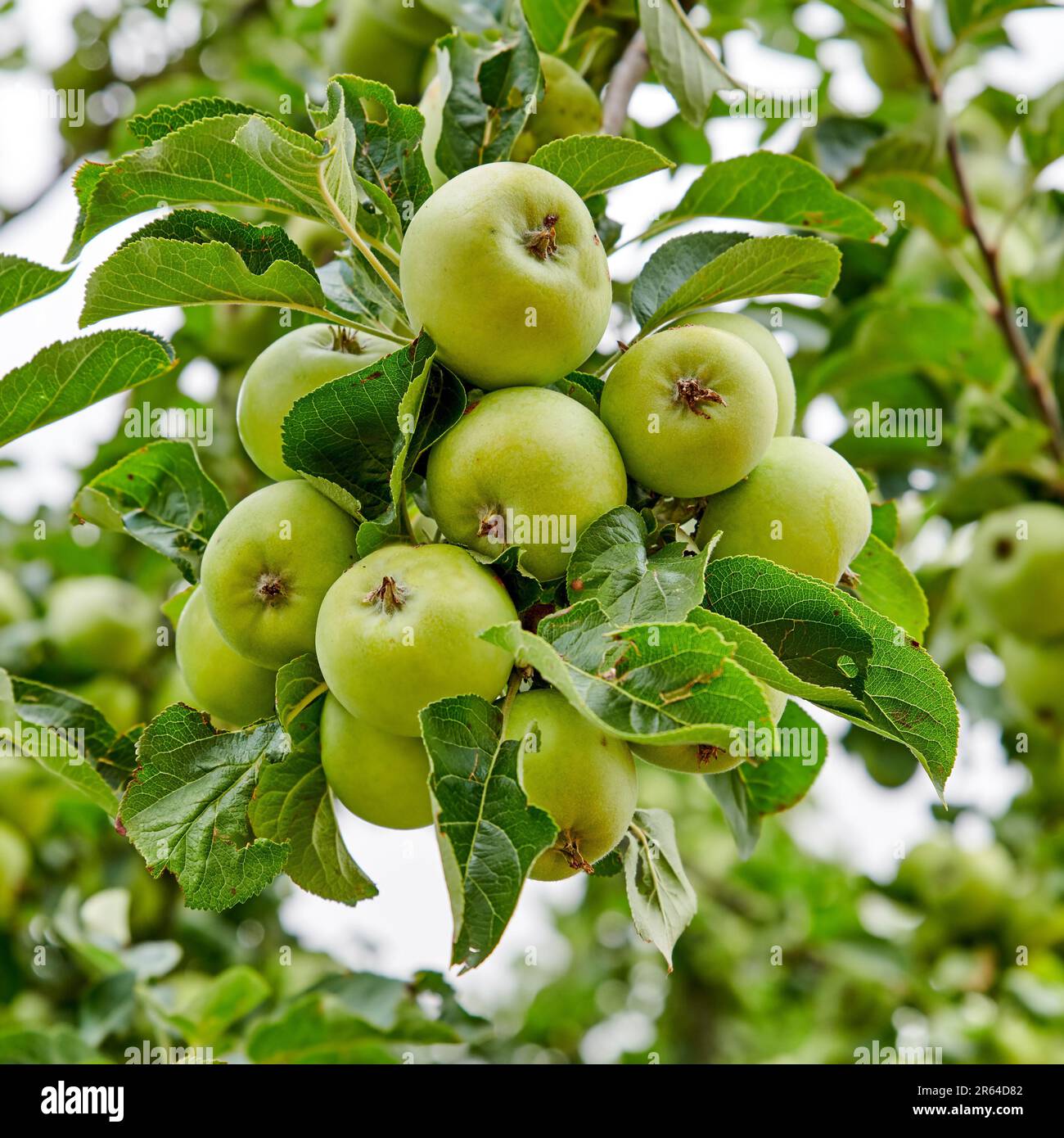 Nature, green and apple growing on trees in orchard for agriculture ...
