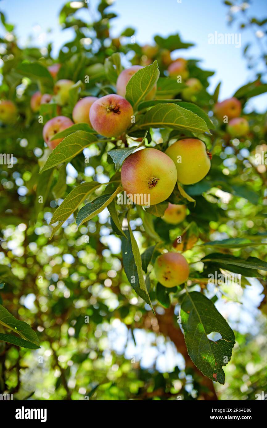 Closeup, apple and trees at farm, growth and fruit in nature for agriculture, food or spring for ...
