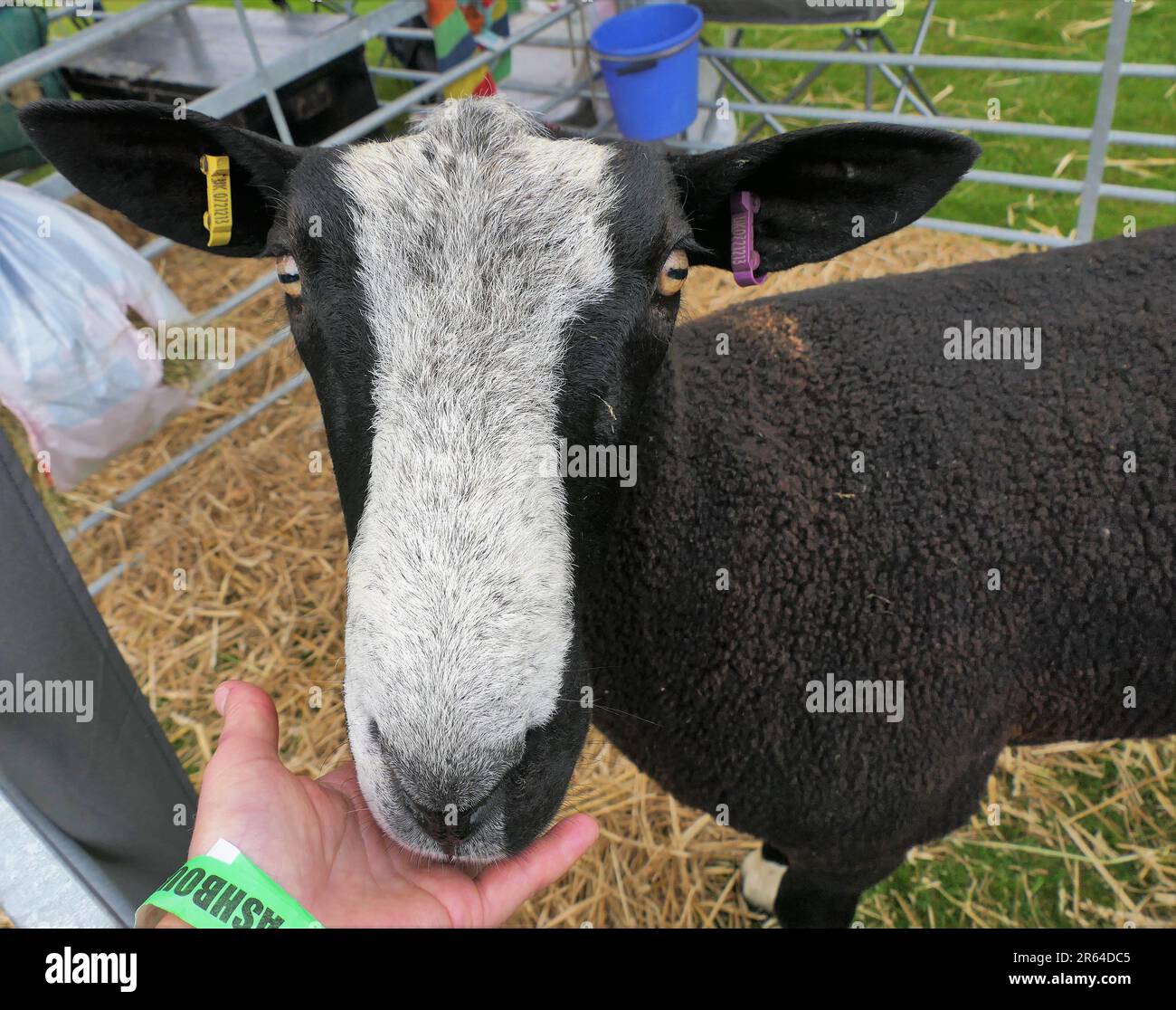 Sheep farm uk herding hi-res stock photography and images - Alamy