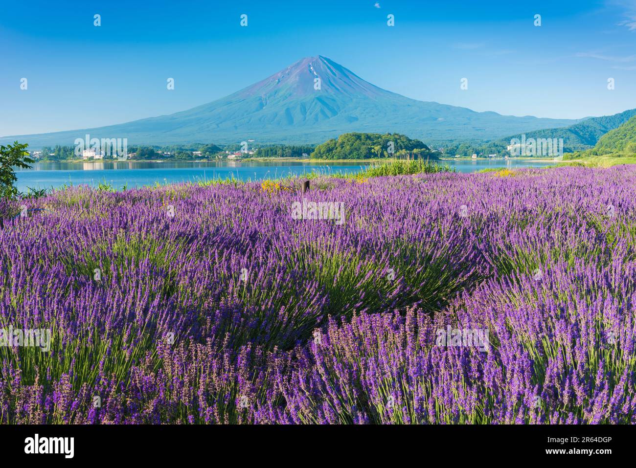 Mt. Fuji and Lake Kawaguchi lavender blooming Stock Photo - Alamy