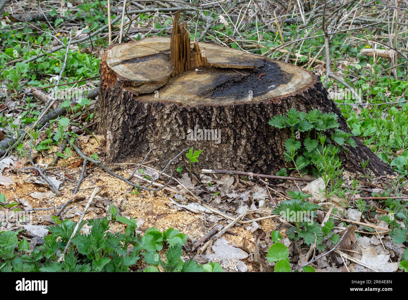 A tree stump in a spring forest, ecological problems associated with ...