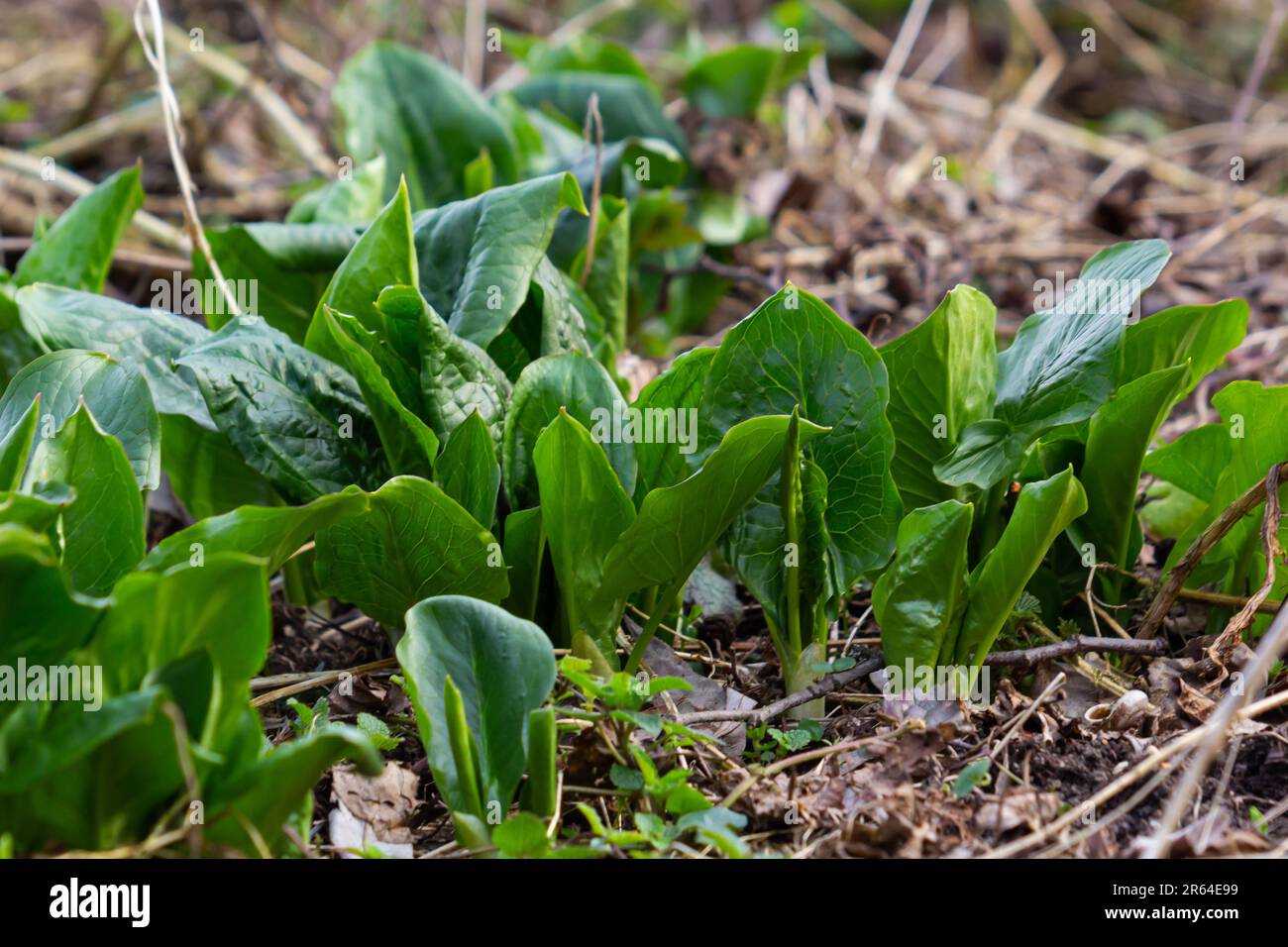 Cuckoopint or Arum maculatum arrow shaped leaf, woodland poisonous ...
