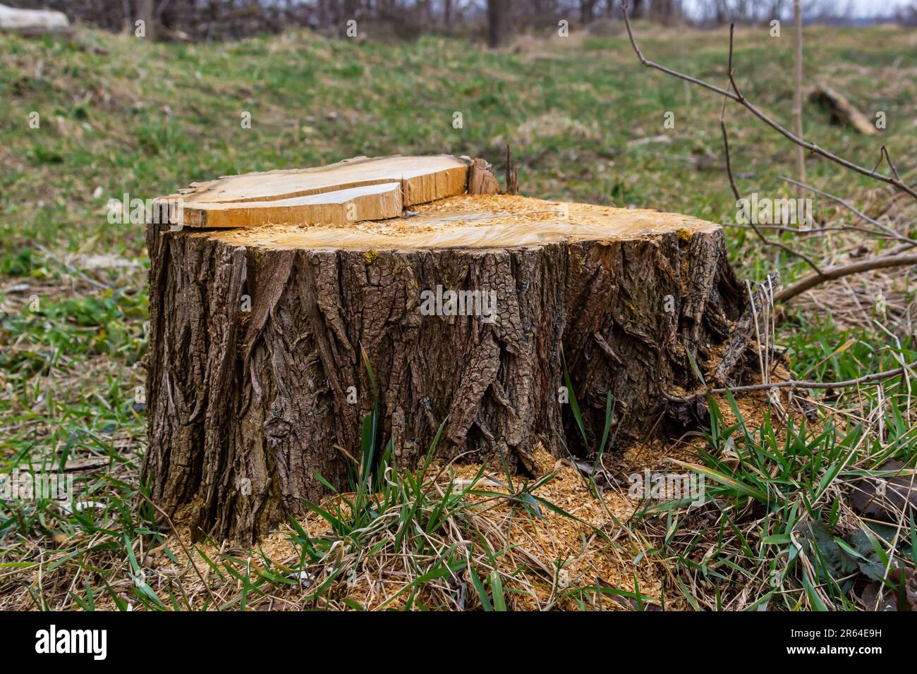 A tree stump in a spring forest, ecological problems associated with ...