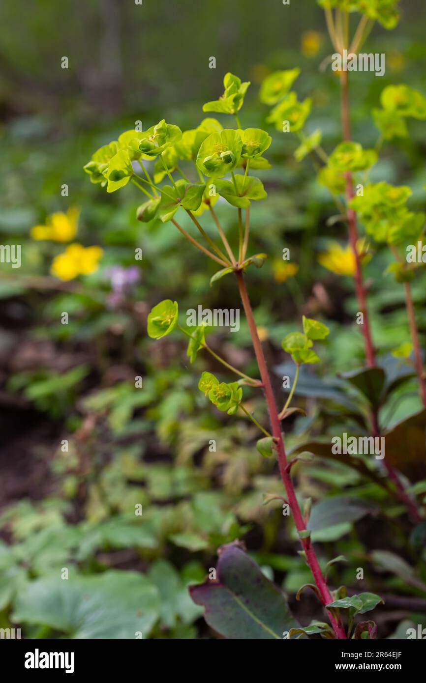 Close up of the yellow flowers of Cypress spurge Euphorbia cyparissias ...